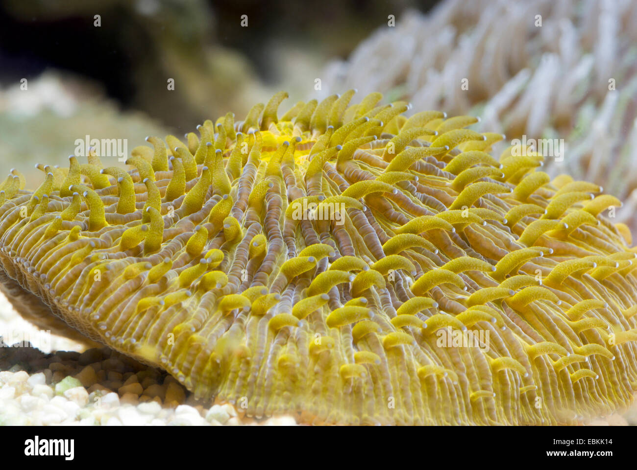 Fungia coral hi-res stock photography and images - Alamy