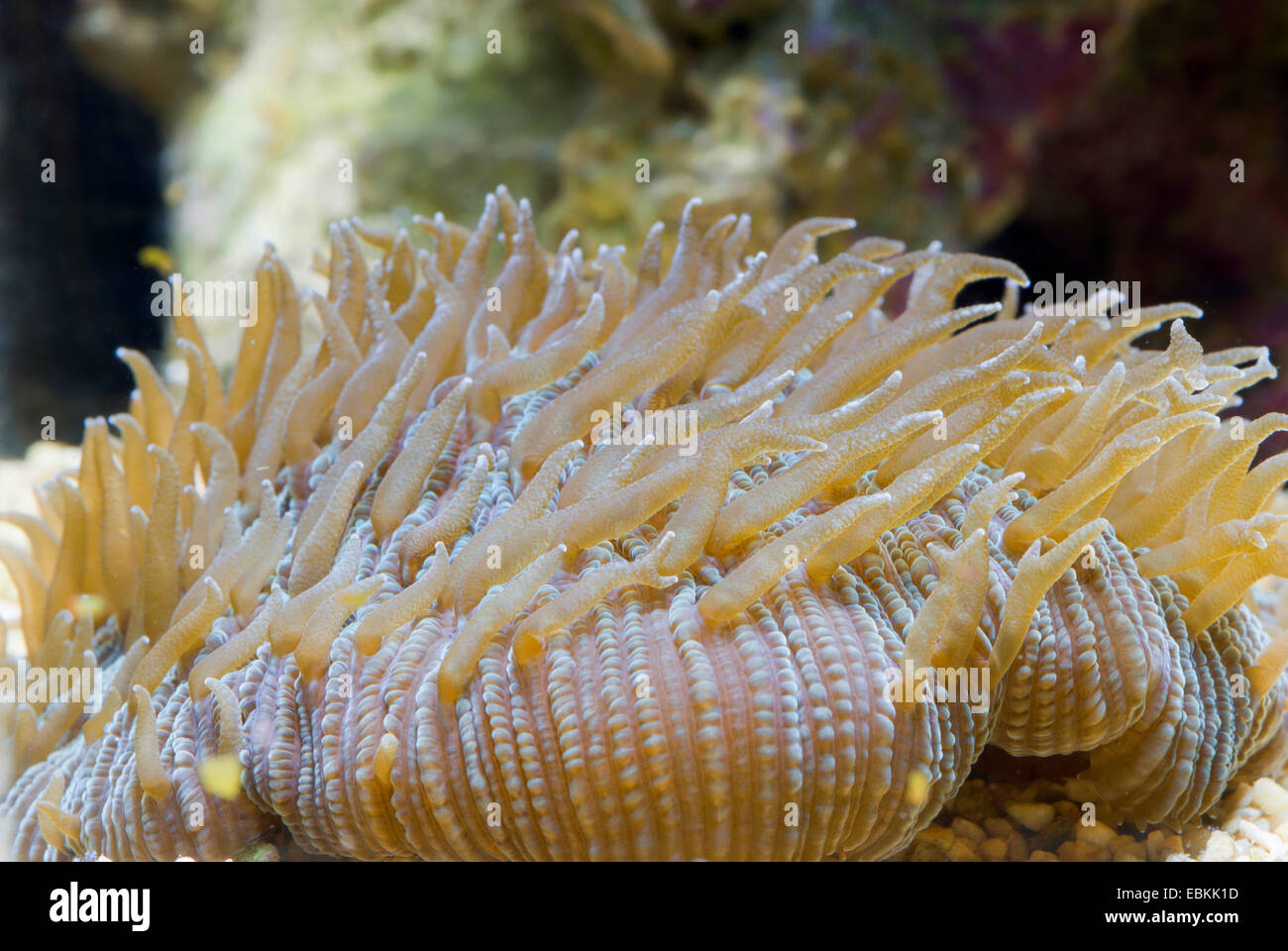 Mushroom Coral (Fungia spec.), side view Stock Photo - Alamy