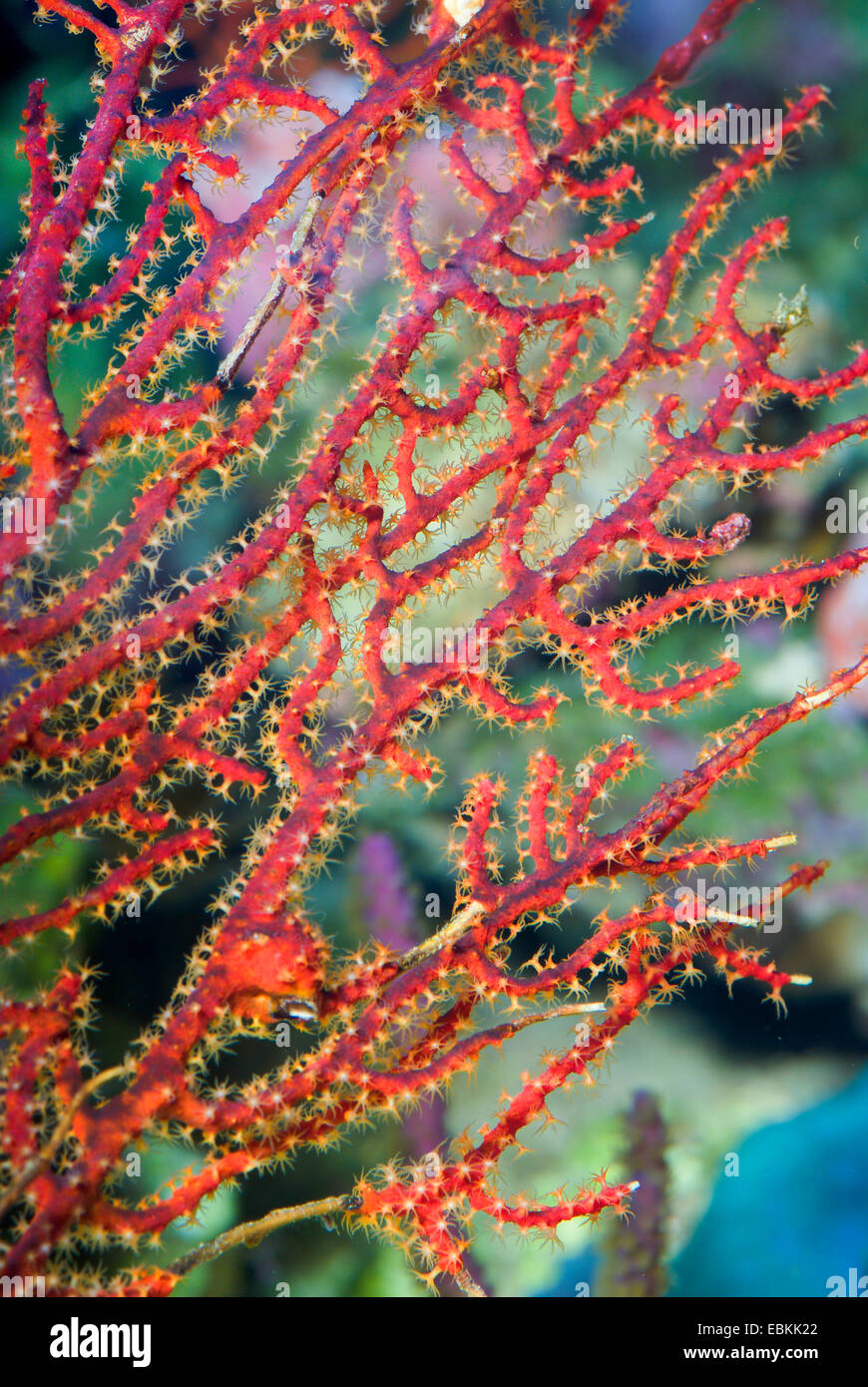 Red sea whip hi-res stock photography and images - Alamy