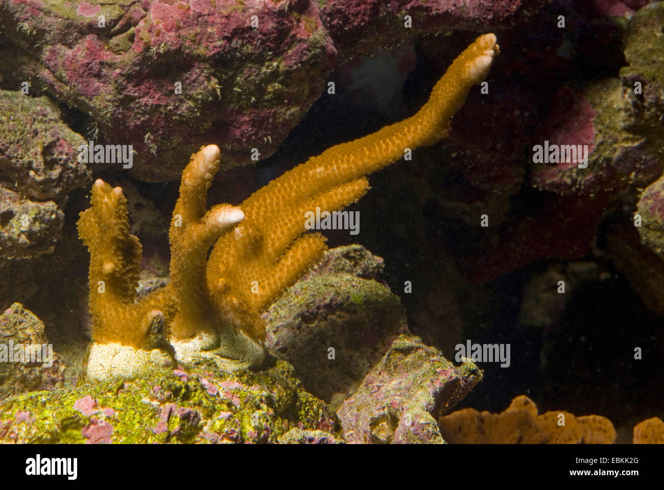 Velvet Coral (Montipora digitata), side view Stock Photo - Alamy