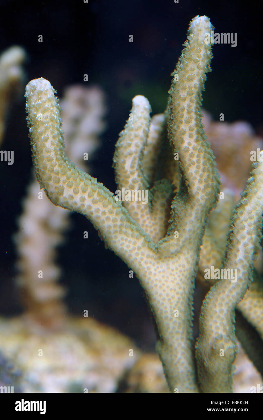 Philippine oceans hi-res stock photography and images - Alamy