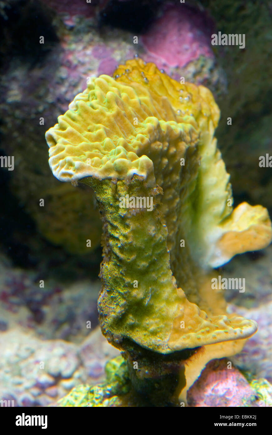 Stony Coral (Montipora delicatula), side view Stock Photo - Alamy