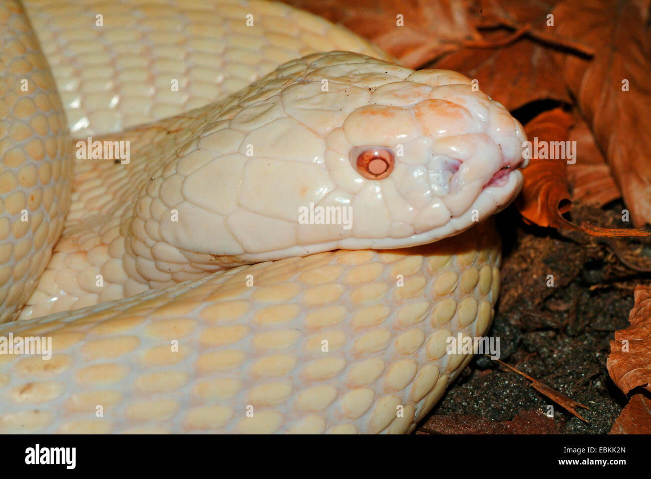 Cobra albinos hi-res stock photography and images - Alamy