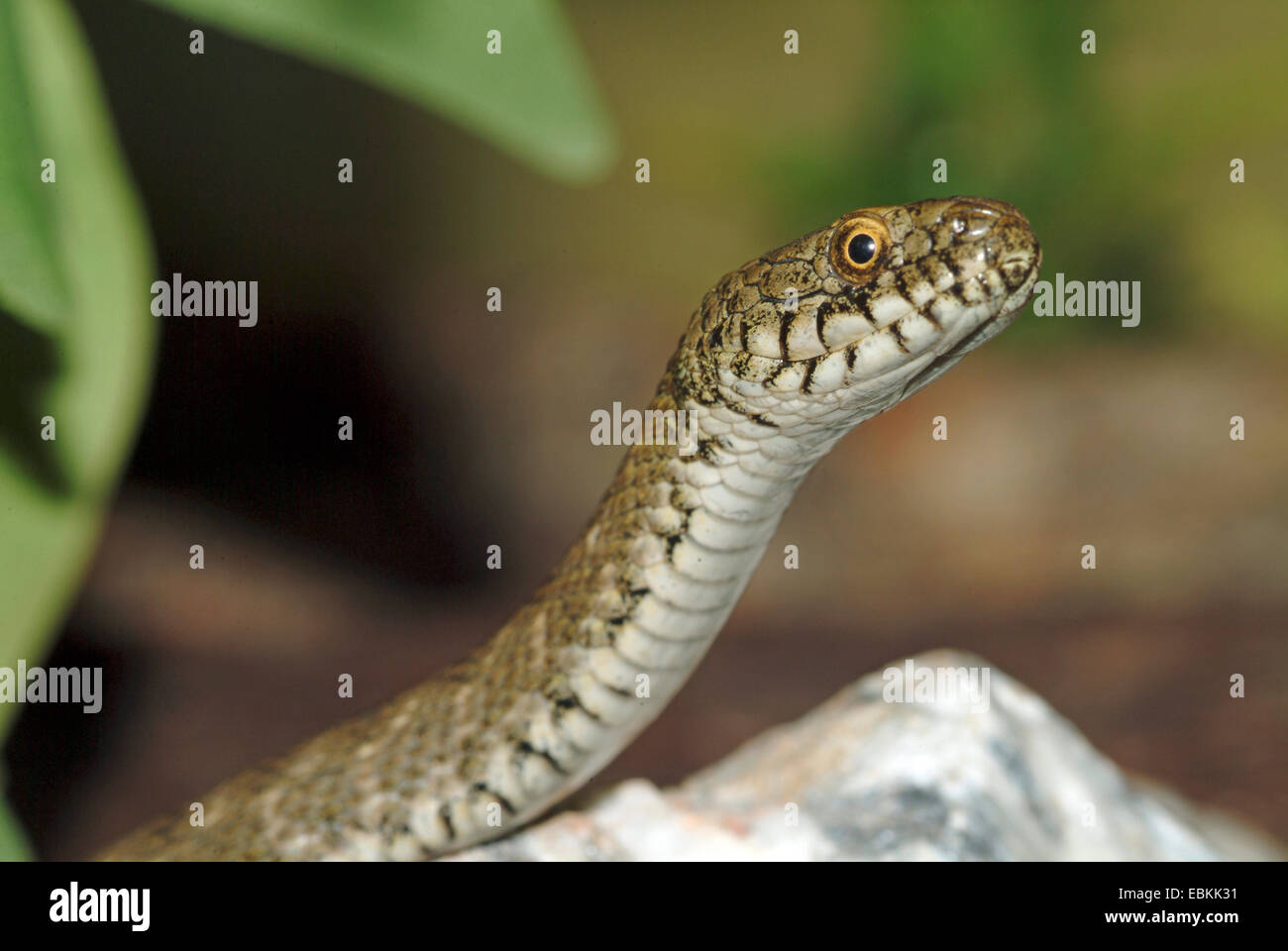 dice snake (Natrix tessellata), portrait, Germany Stock Photo - Alamy