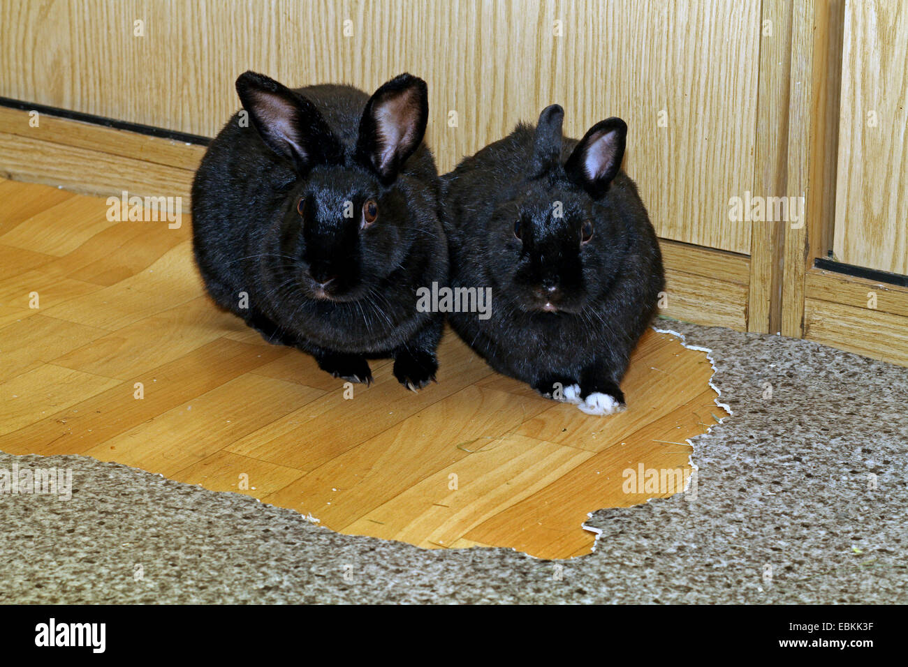 Rabbits feeding hi-res stock photography and images - Alamy