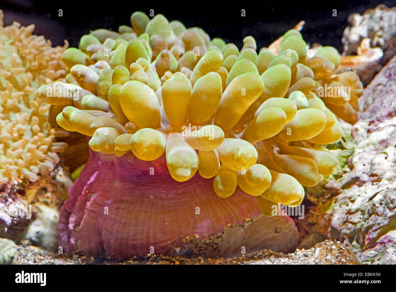 Sea anemone, Mini anemone (Cribrinopsis crassa), side view Stock Photo ...