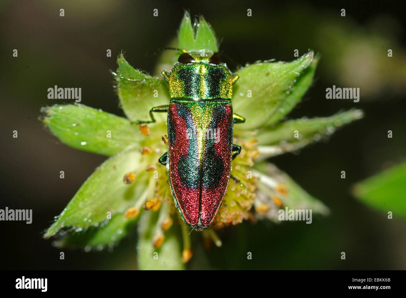 Jewel beetles hi-res stock photography and images - Alamy