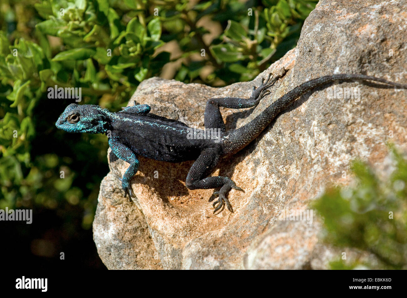 southern rock agama, South African rock agama (Agama atra atra), on a ...