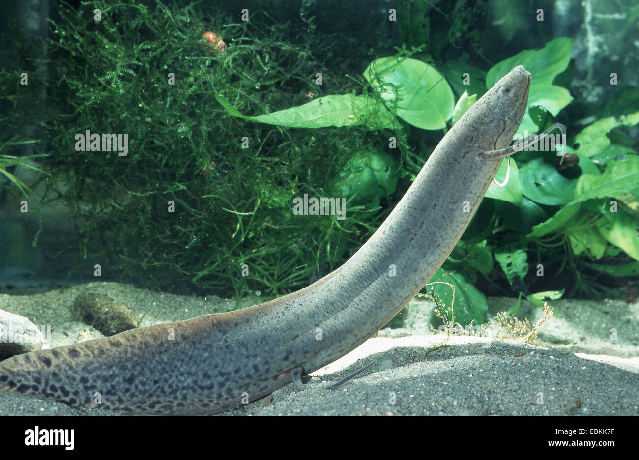 East African lungfish (Protopterus cf. aethiopicus Stock Photo - Alamy