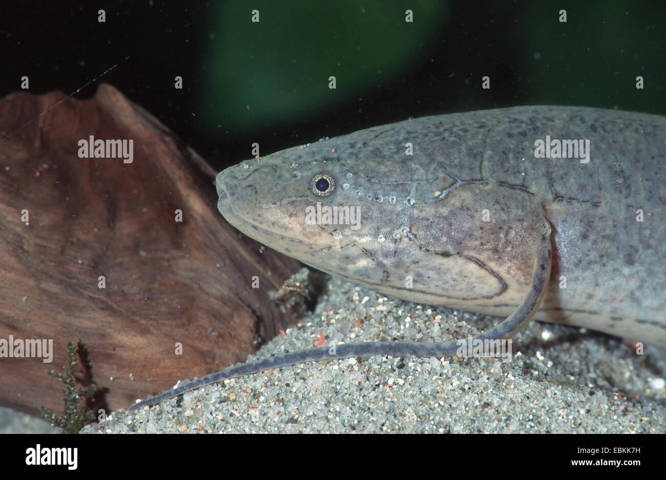 Lungfish hi-res stock photography and images - Alamy