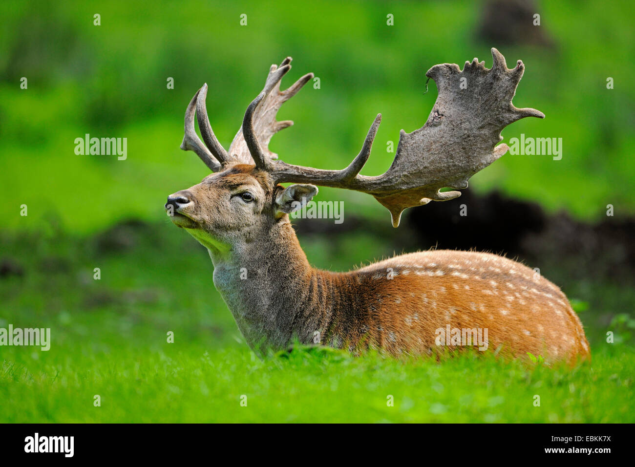 fallow deer (Dama dama, Cervus dama), stag with velvet antler lying in ...