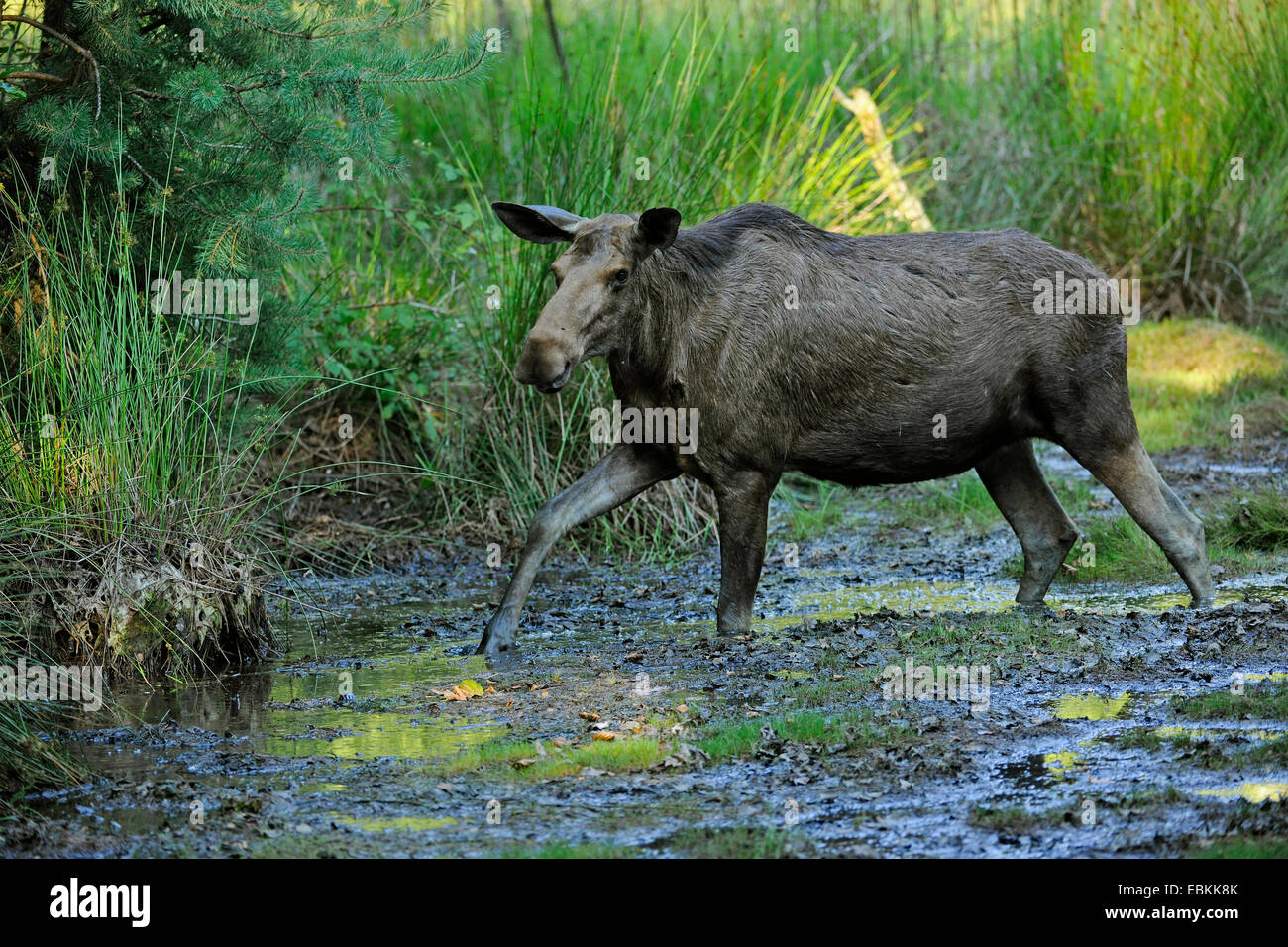 Swamp cow hi-res stock photography and images - Alamy