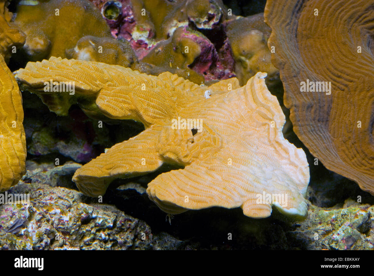 Stony Coral (Pachyseris involuta), side view Stock Photo - Alamy