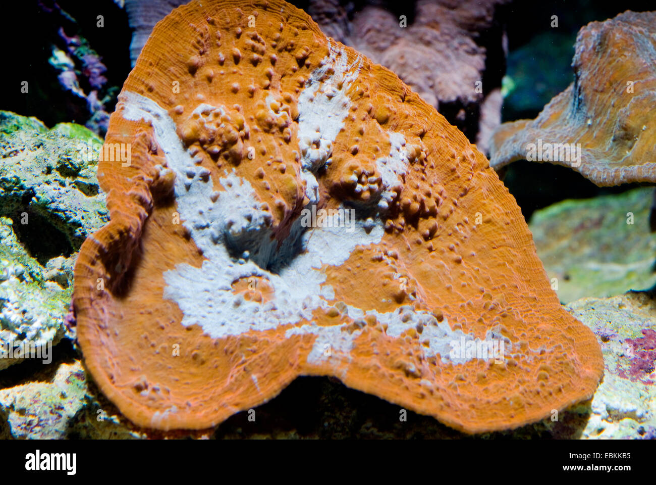 Stony Coral (Oxypora spec.), high angle view Stock Photo - Alamy
