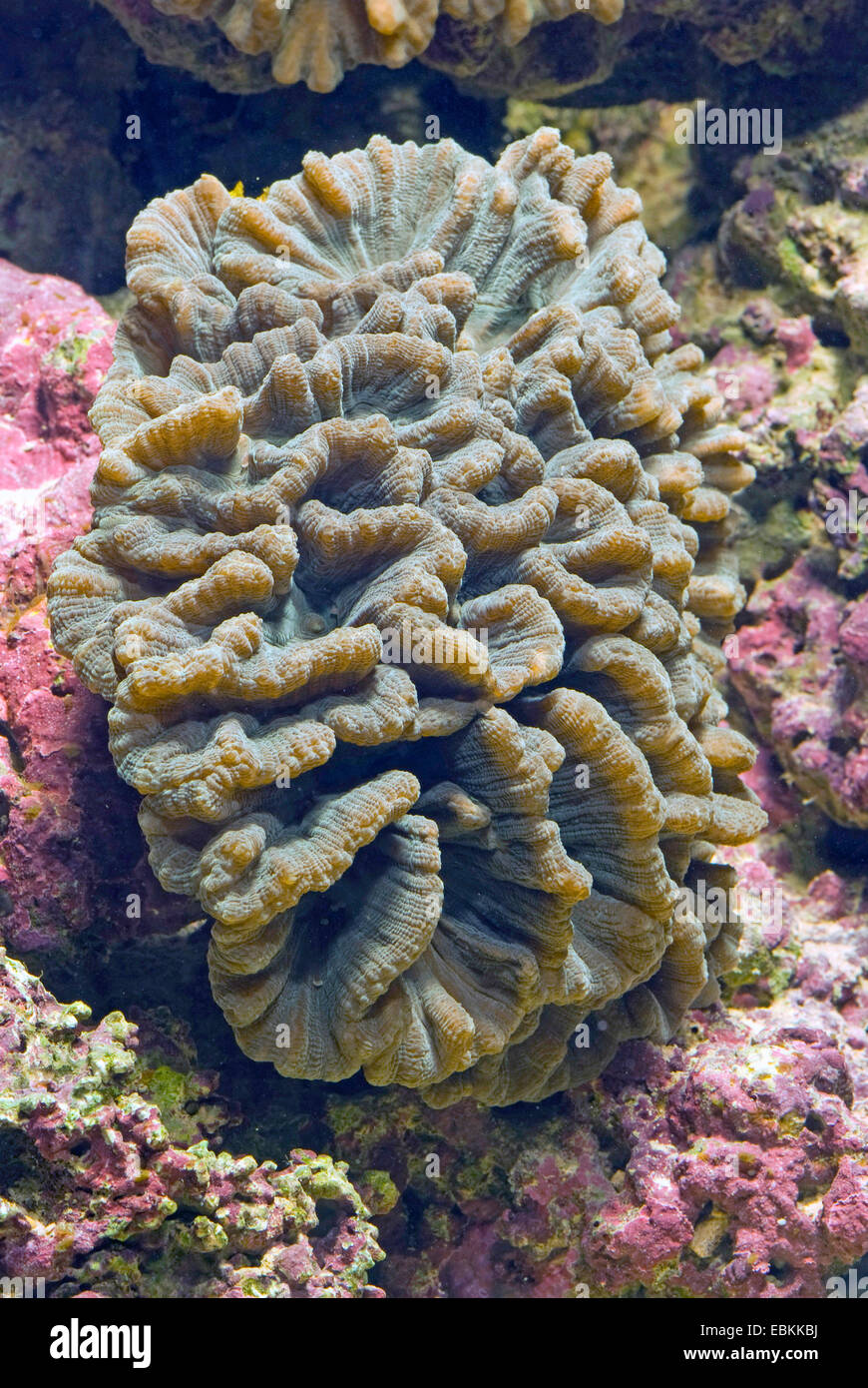 Pectinia coral hi-res stock photography and images - Alamy