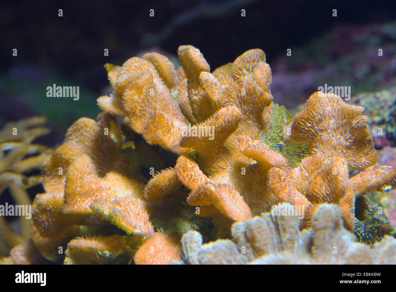Coral stone hi-res stock photography and images - Alamy