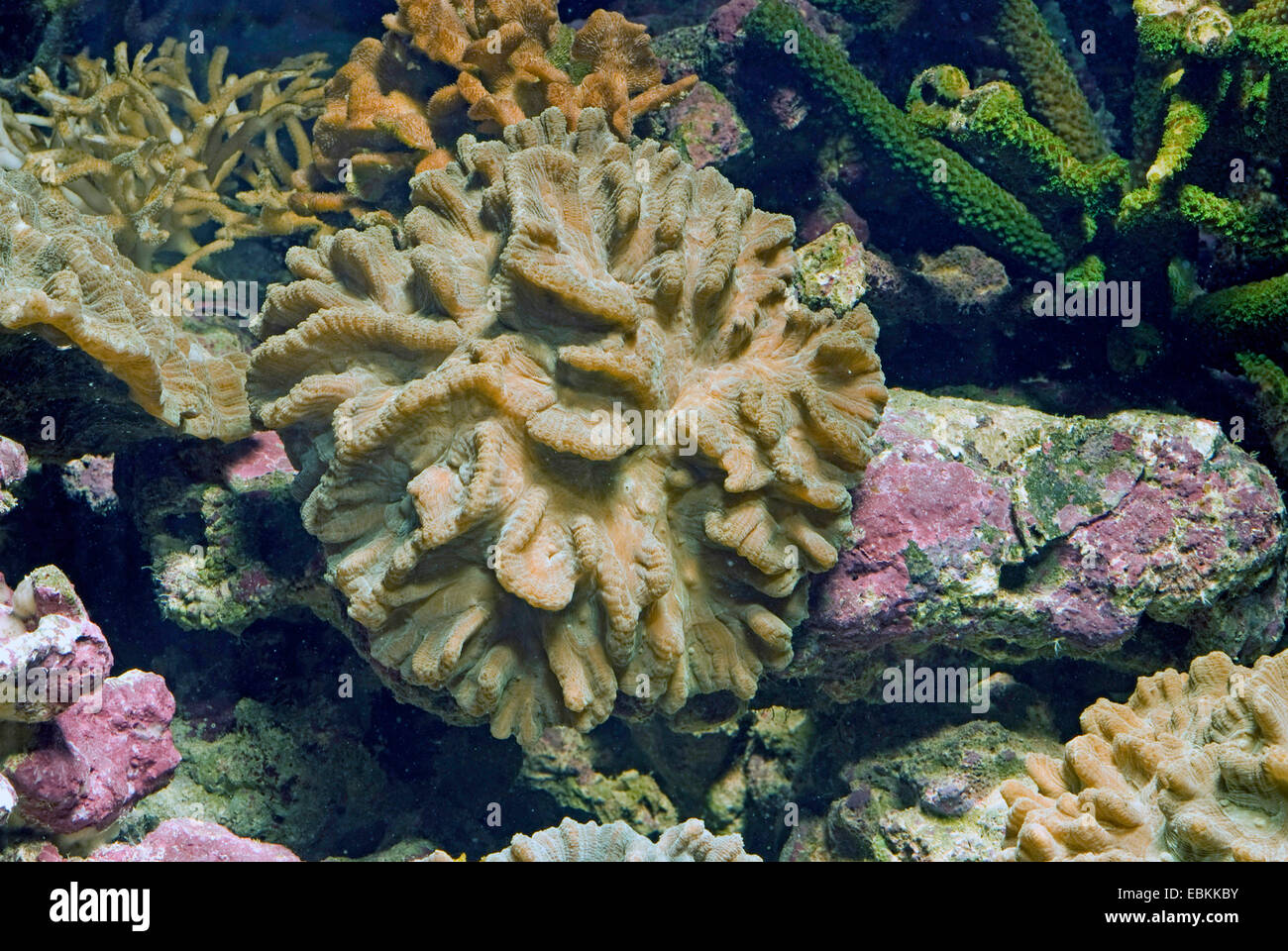 Stony coral pectinia paeonia hi-res stock photography and images - Alamy