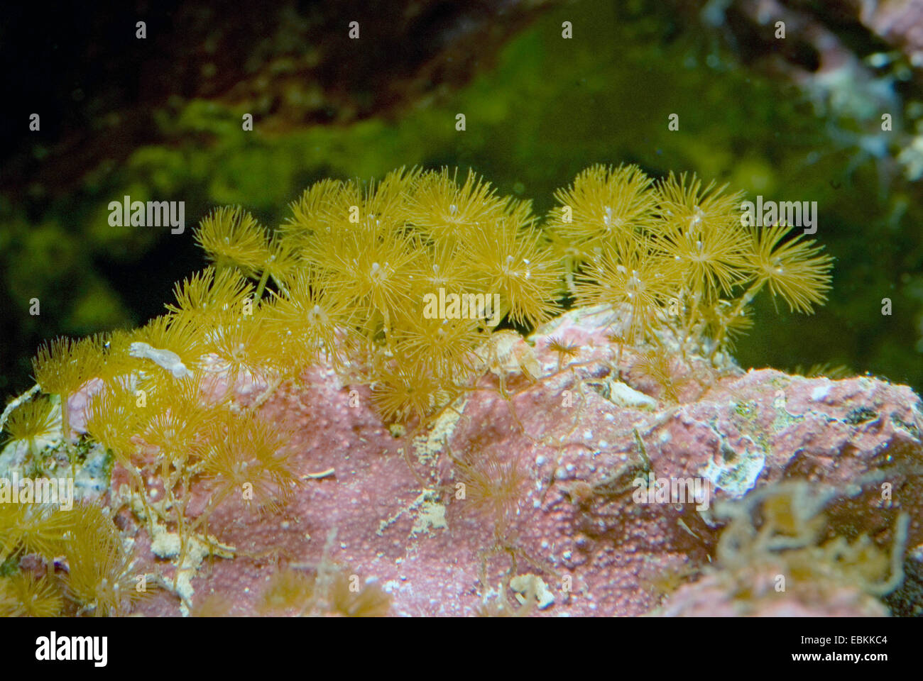 Yellow commensal zoanthid, Yellow sea anemone (Parazoanthus spec ...