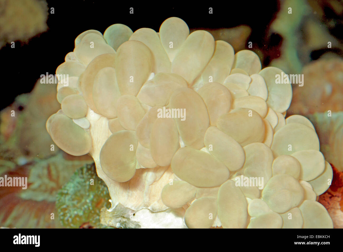 Bubble coral (Plerogyra sinuosa), side view Stock Photo - Alamy