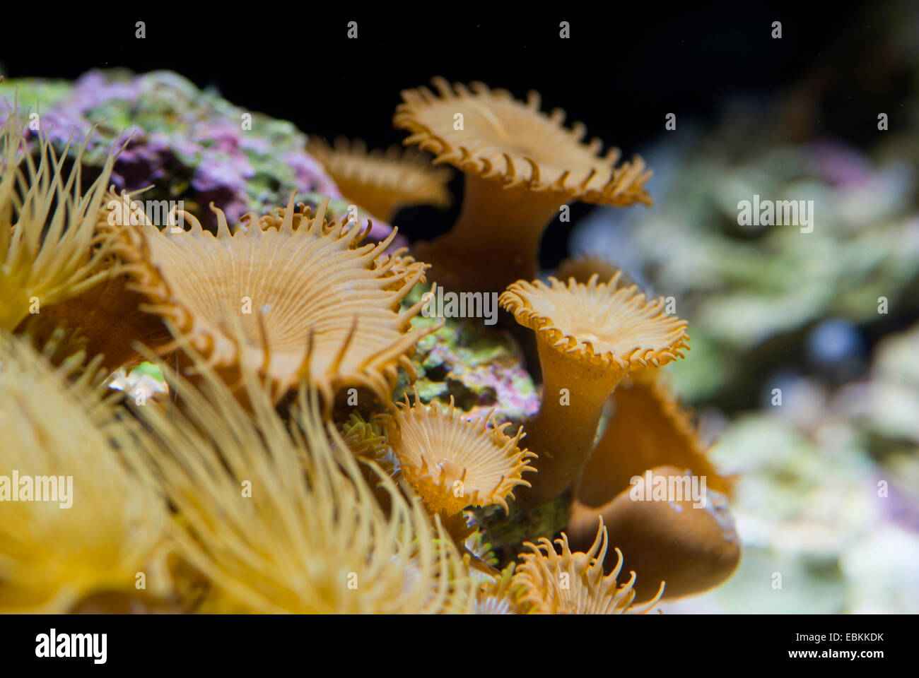 Sea Mat (Protopalythoa spec.), side view Stock Photo - Alamy