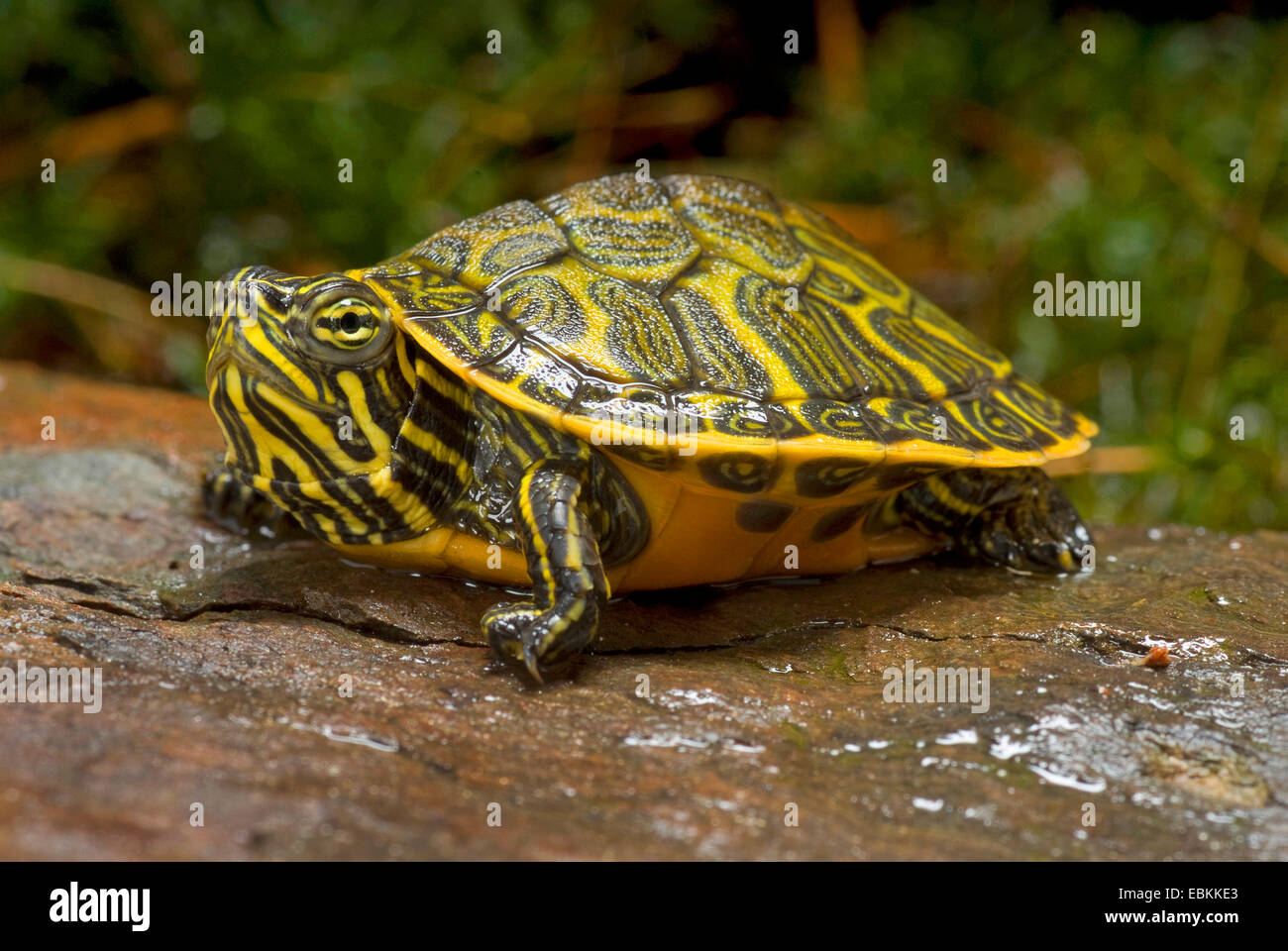 Red-bellied turtle, American red-bellied turtle, Northern red-bellied ...