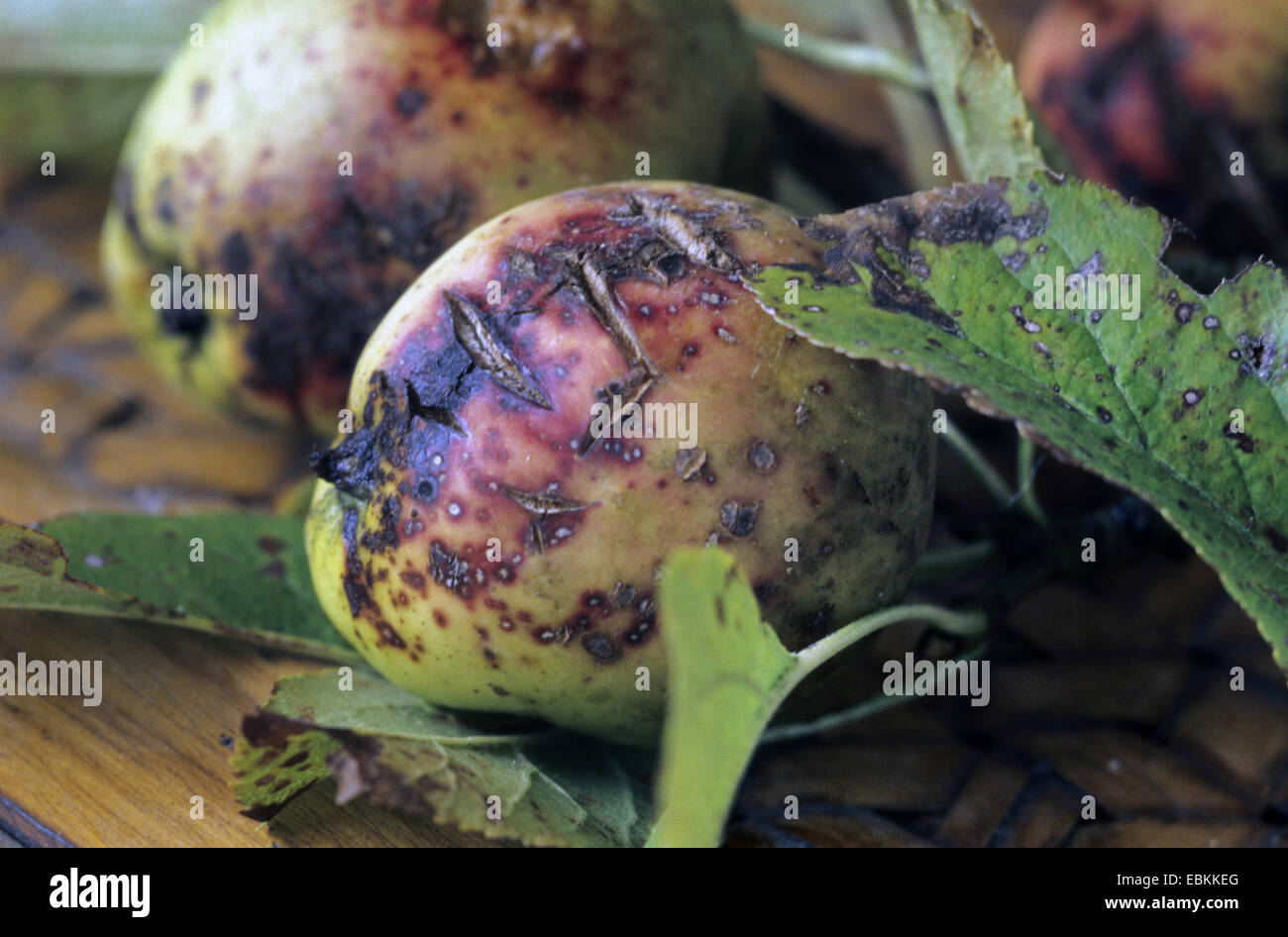 Apple malus domestica apple scab hi-res stock photography and images ...