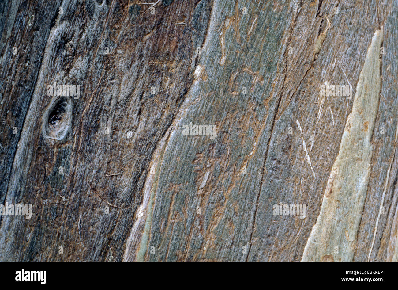 Tasmanian blue gum, Blue gum, Southern Blue Gum (Eucalyptus globulus ...