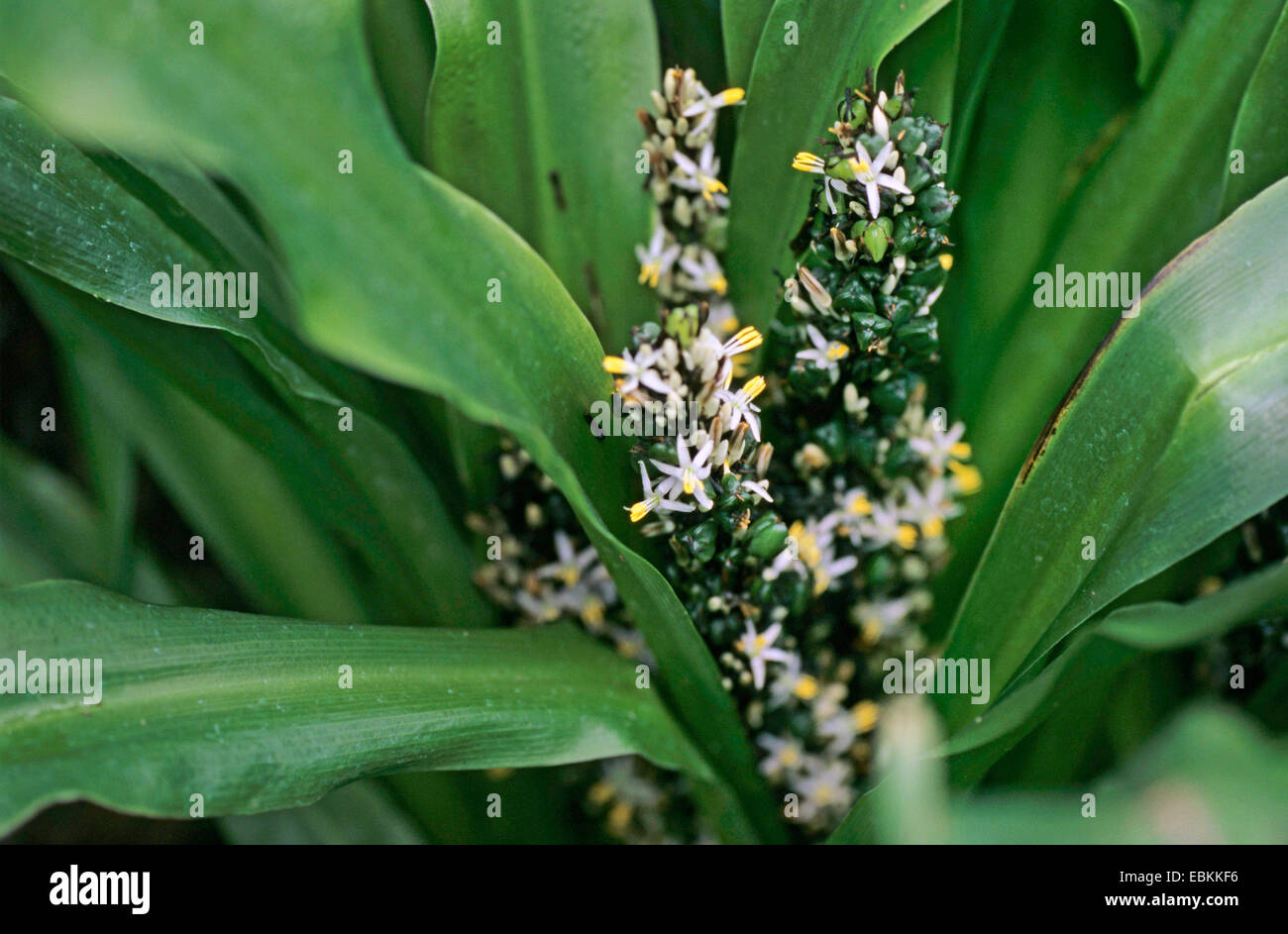 Large-leaf spider plant, Large-leaf airplane plant (Chlorophytum ...