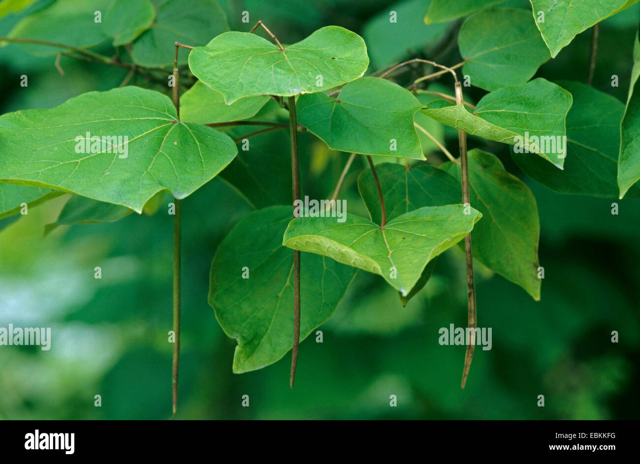 Purple Catalpa (Catalpa erubescens, Catalpa x erubescens), leaves and ...