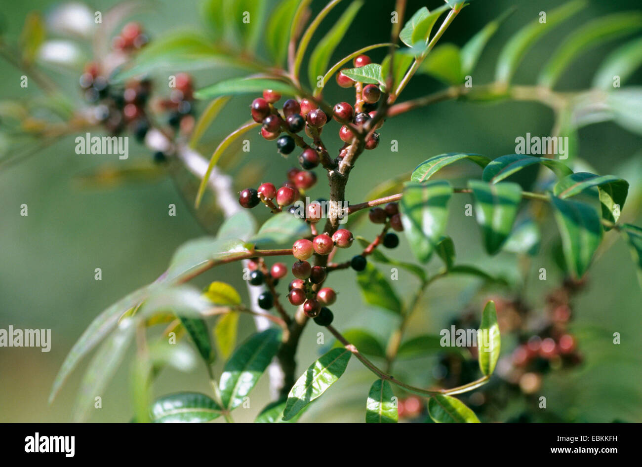 Mastic pistacia lentiscus hi-res stock photography and images - Alamy