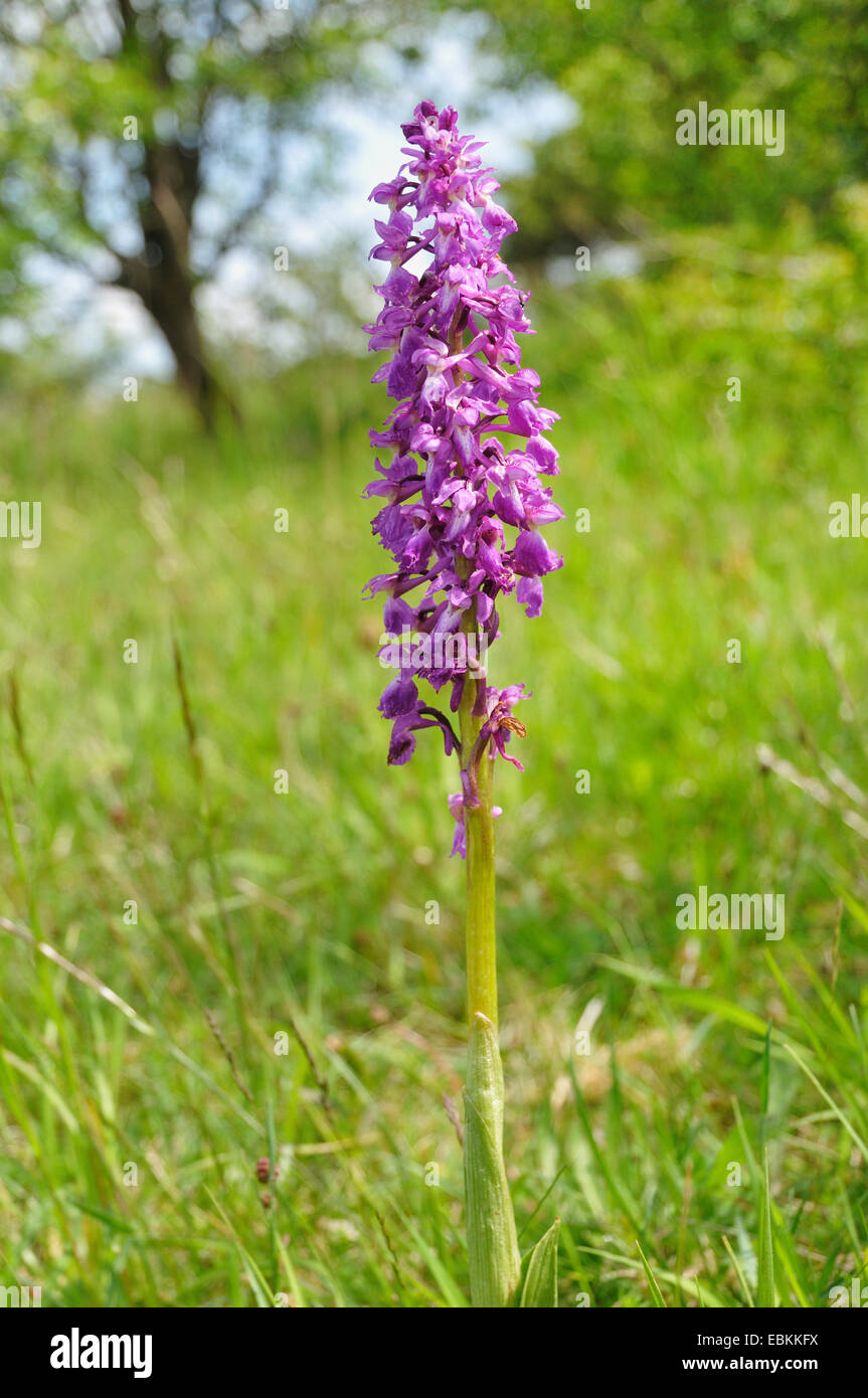 Grassland orchidaceae orchis mascula hi-res stock photography and ...