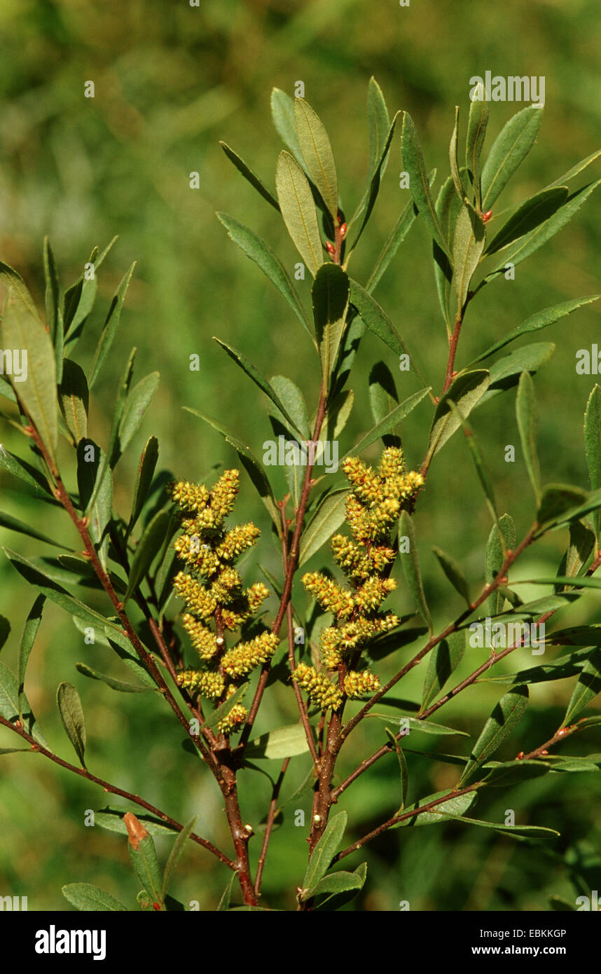 Moor myrtle hi-res stock photography and images - Alamy