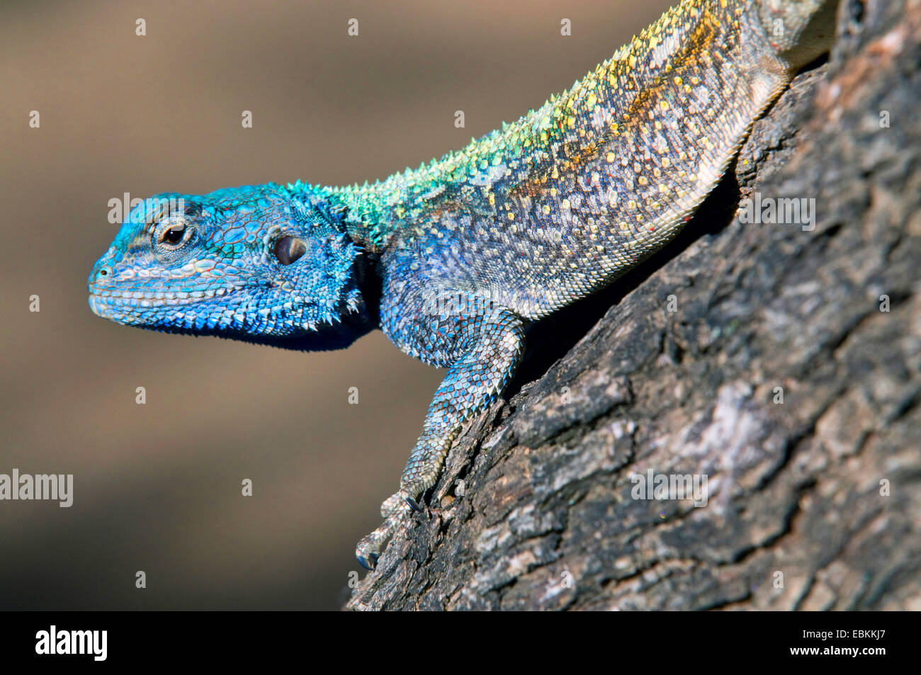 Blue headed agama lizard hi-res stock photography and images - Alamy