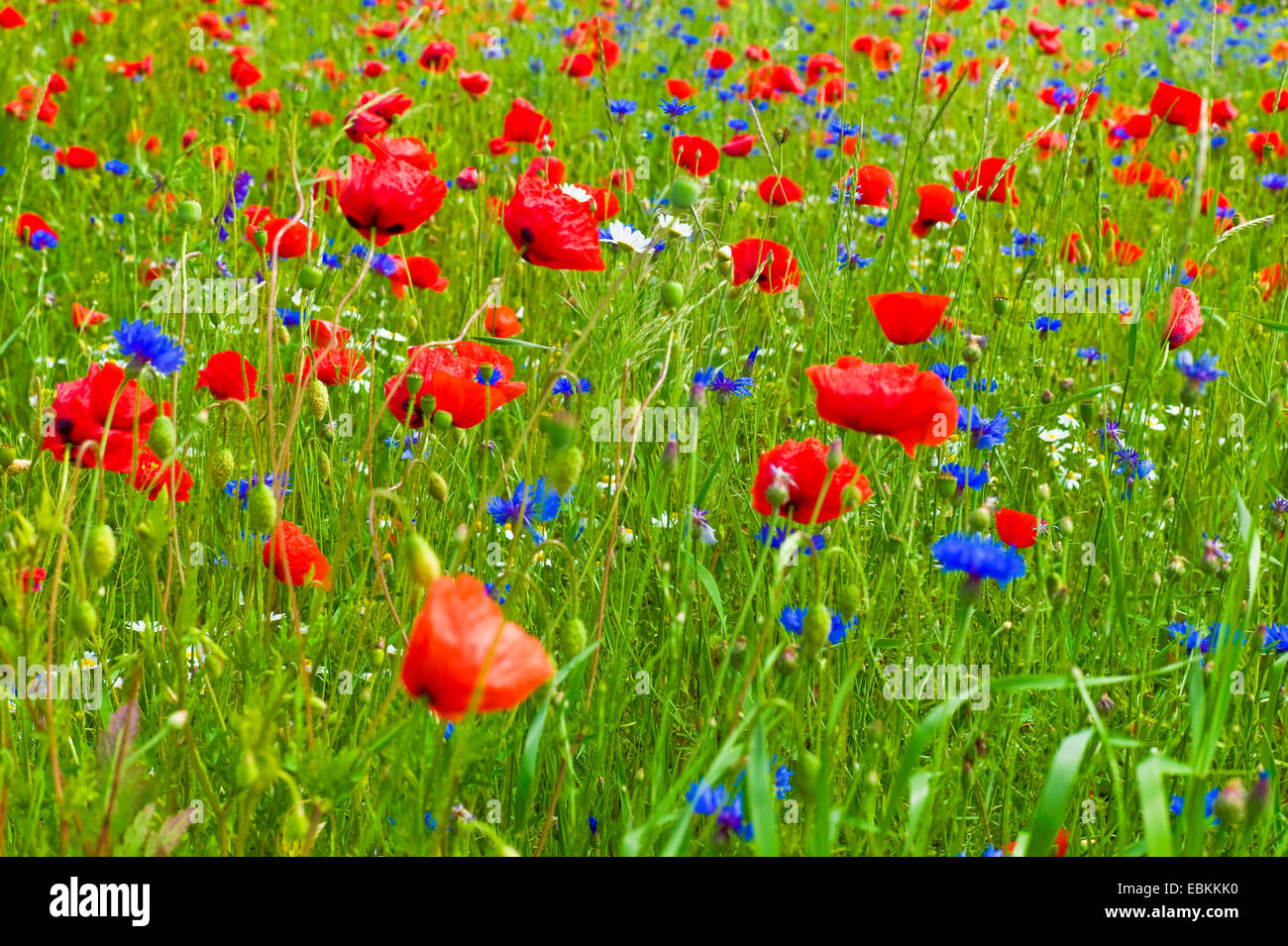 bachelor's button, bluebottle, cornflower (Centaurea cyanus), together ...