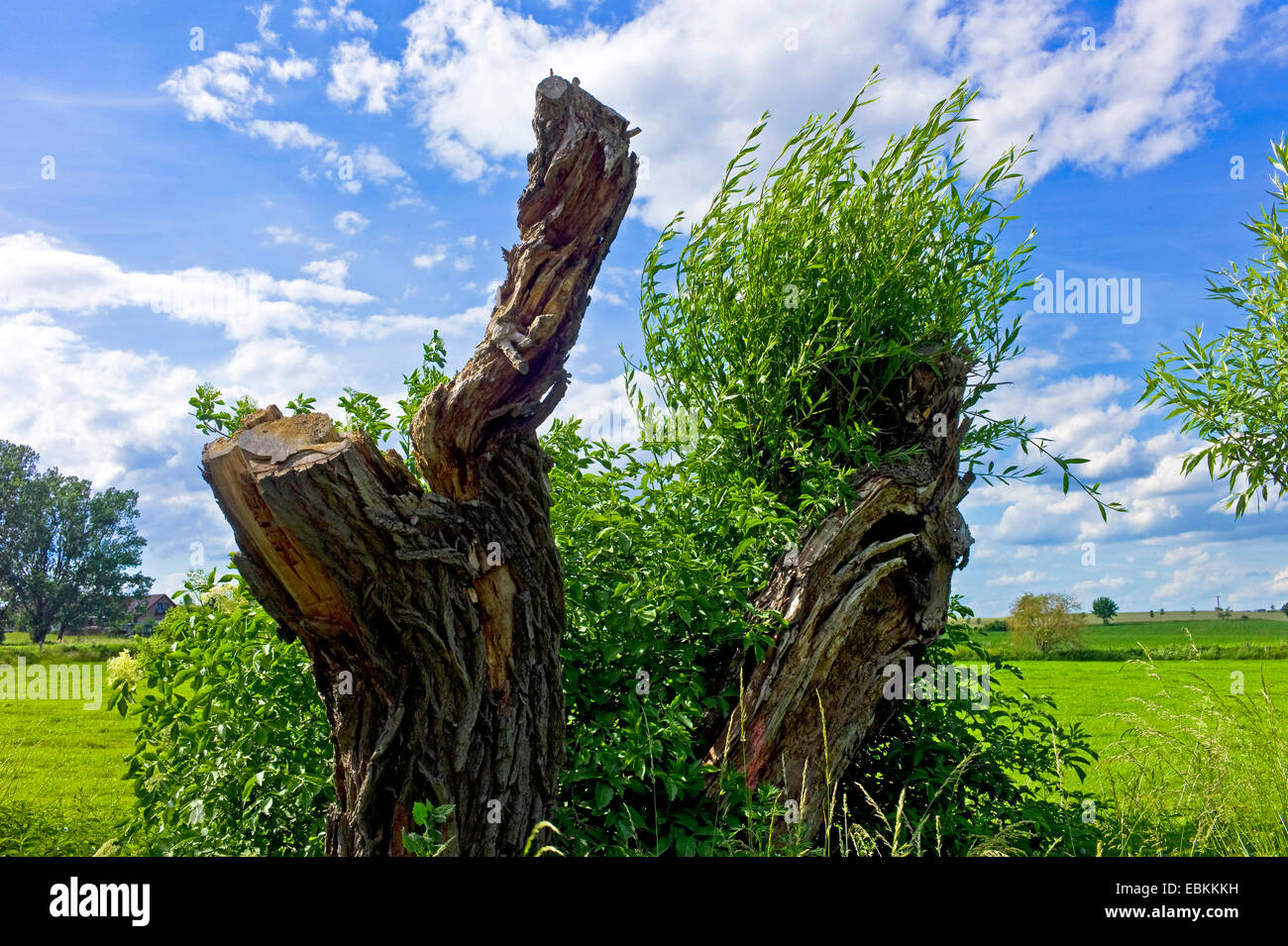 Broken willows hi-res stock photography and images - Alamy