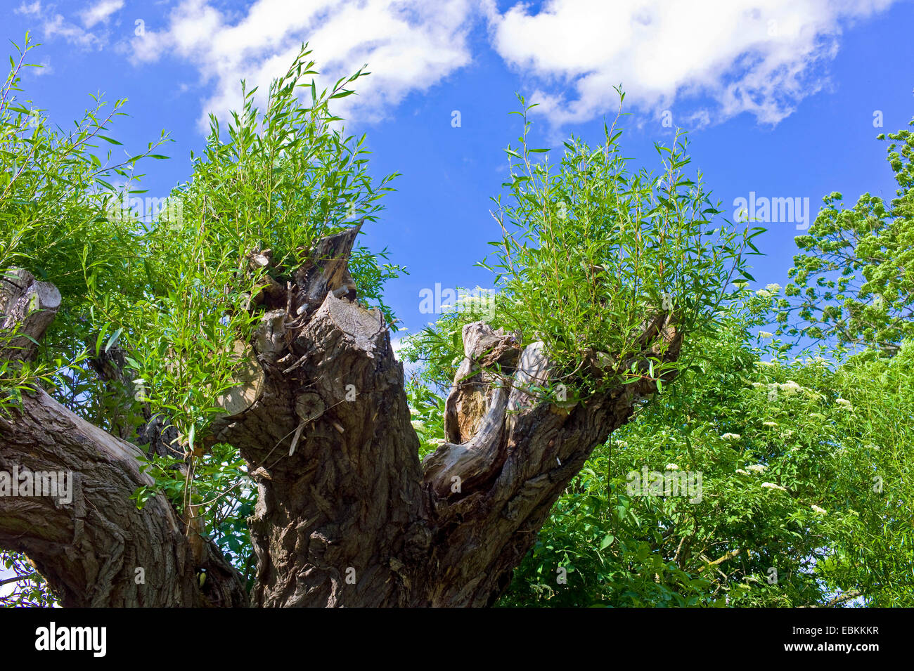 Broken willows hi-res stock photography and images - Alamy