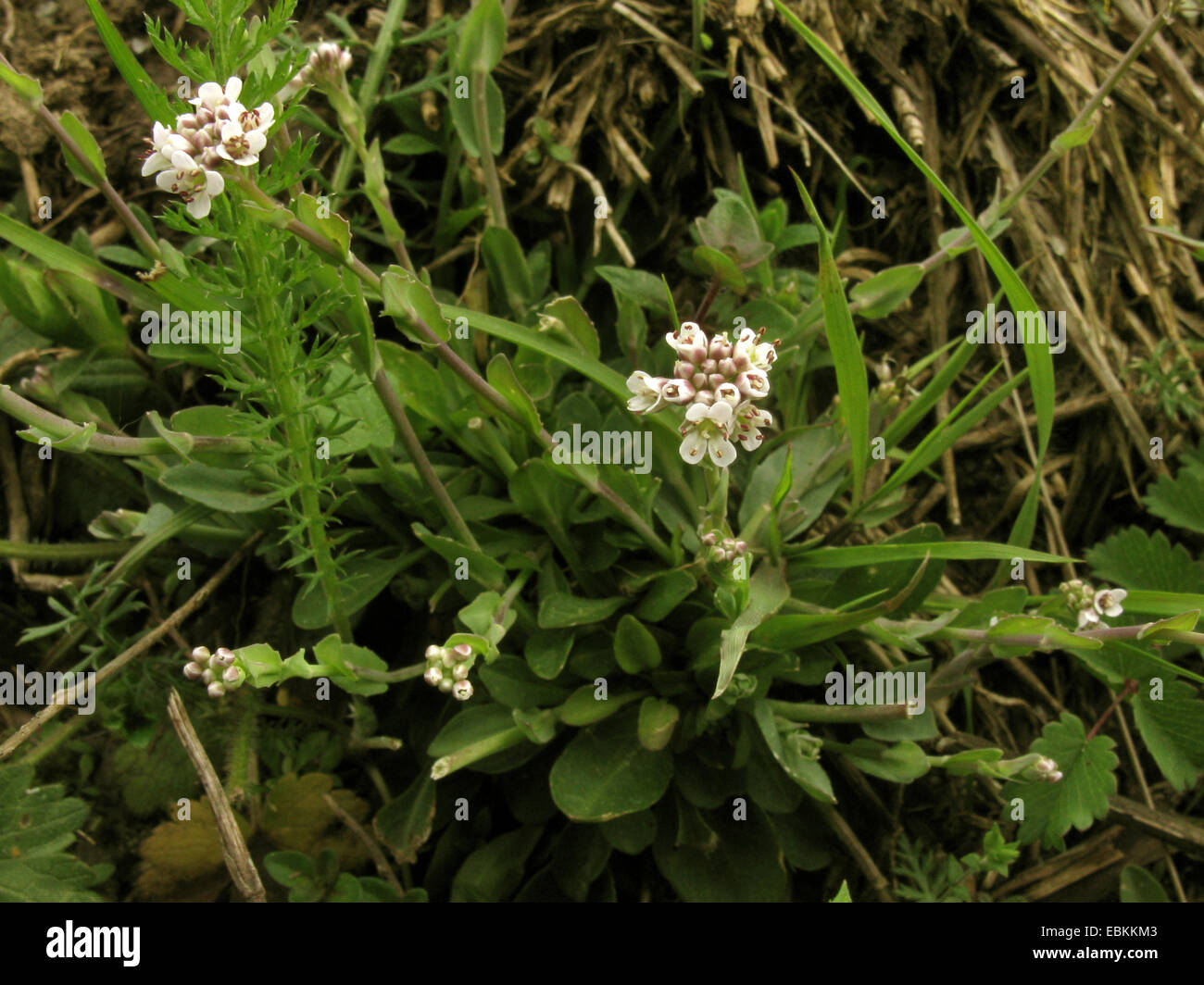 Pennycress (Thlaspi calaminare, Thlaspi caerulescens, Thlaspi ...