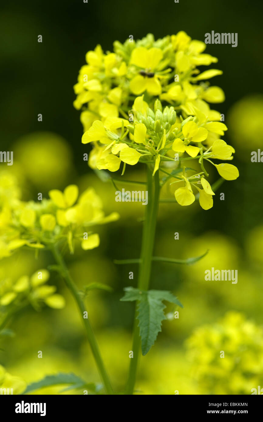 white mustard (Sinapis alba), inflorescence Stock Photo - Alamy