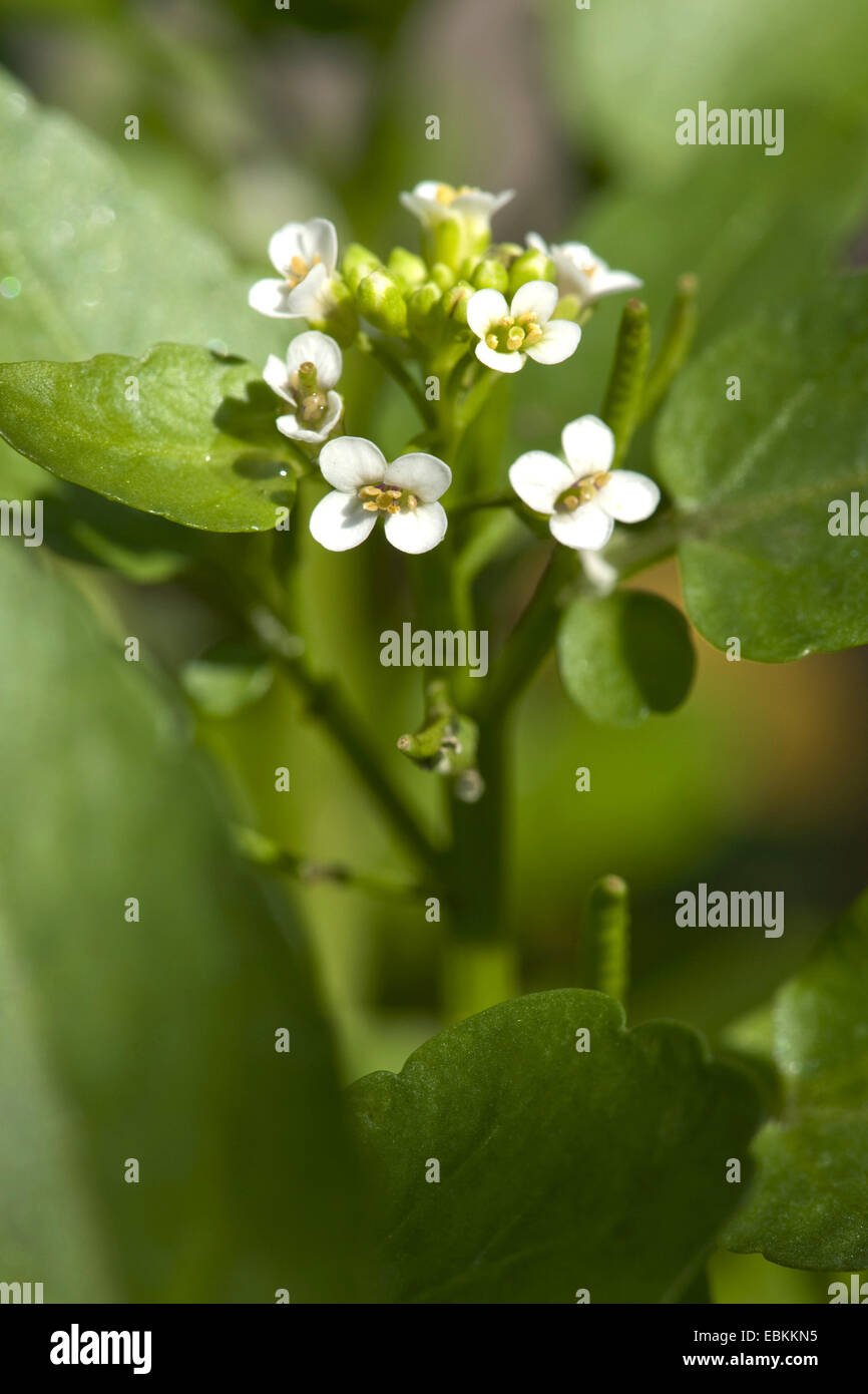 true watercress (Nasturtium officinale), inflorescence, Germany Stock ...