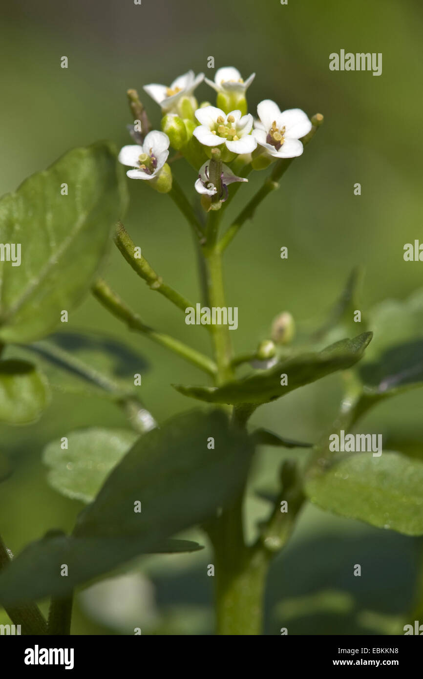 true watercress (Nasturtium officinale), inflorescence, Germany Stock ...