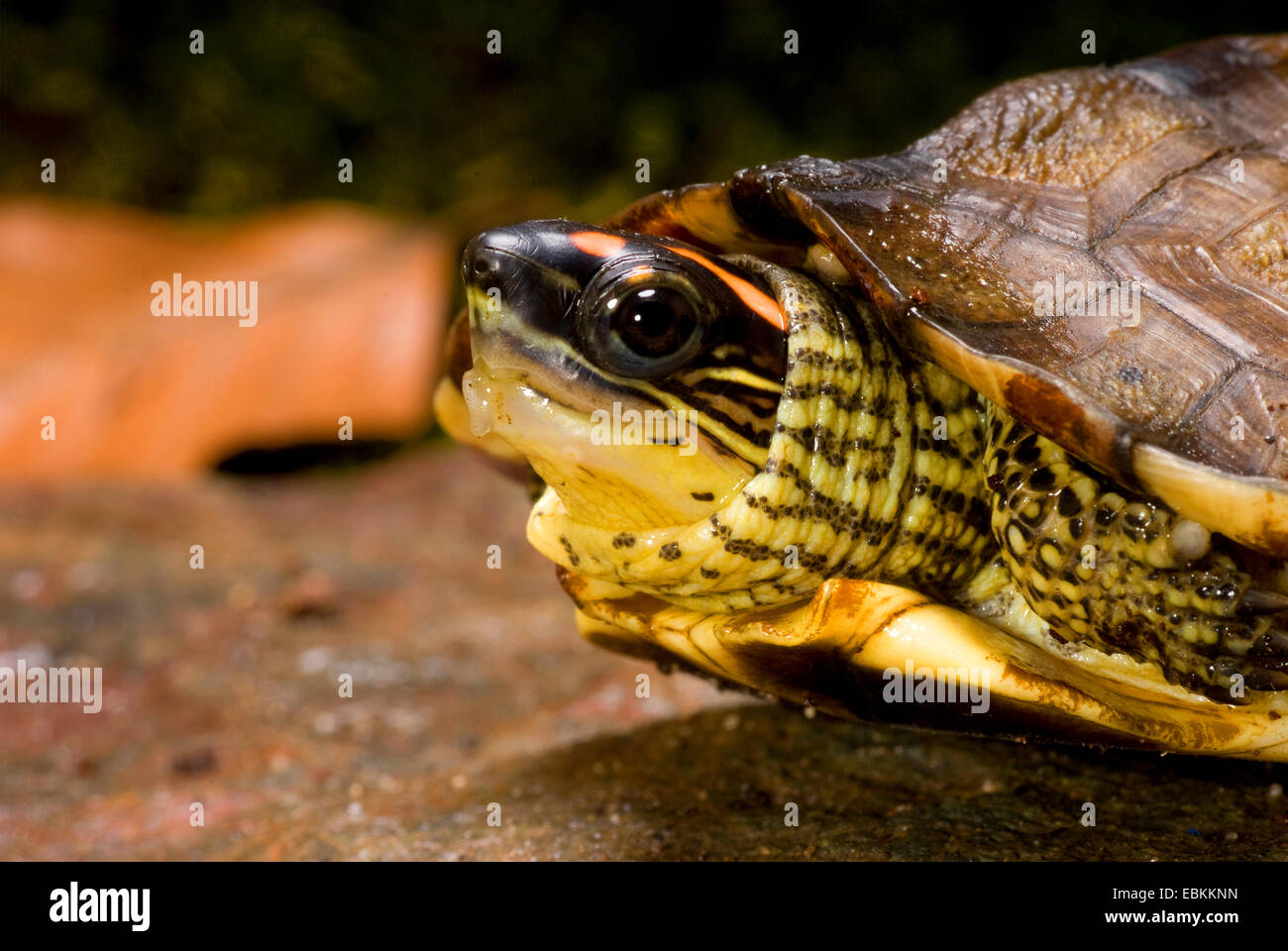 The turtles band hi-res stock photography and images - Alamy