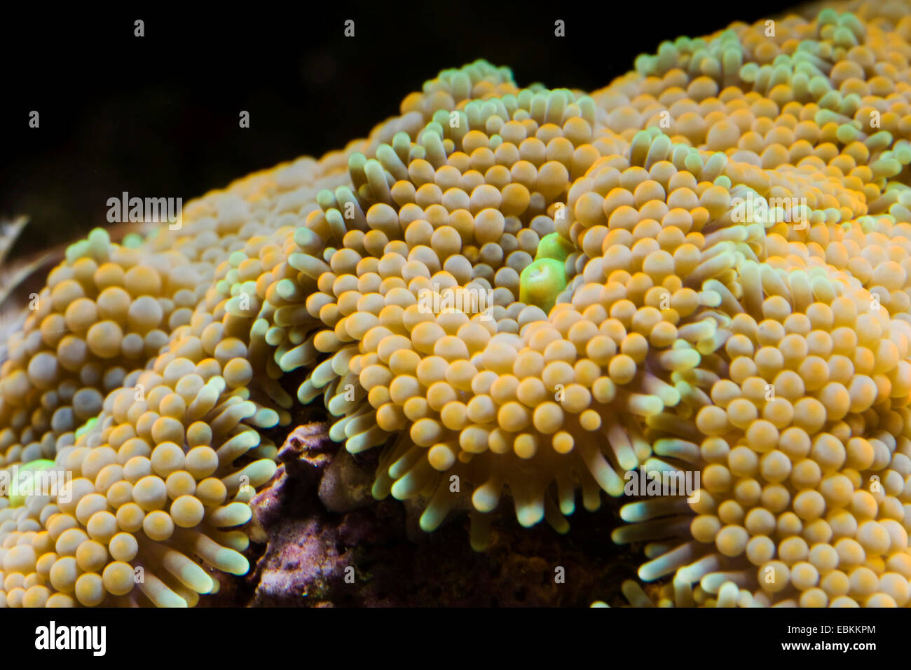 Close up polyps mushroom coral hi-res stock photography and images - Alamy
