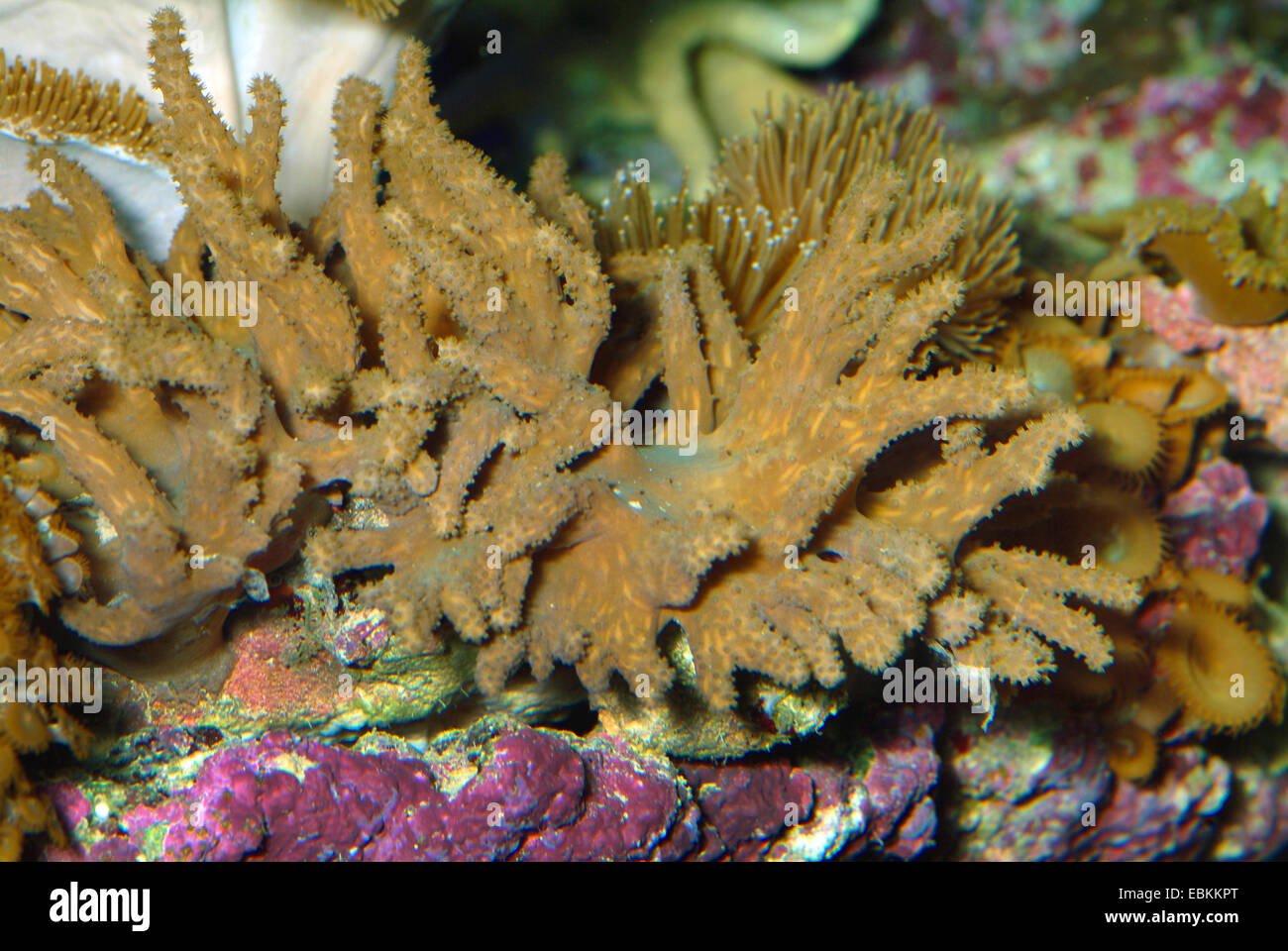 Sinularia Stock Photos & Sinularia Stock Images - Alamy