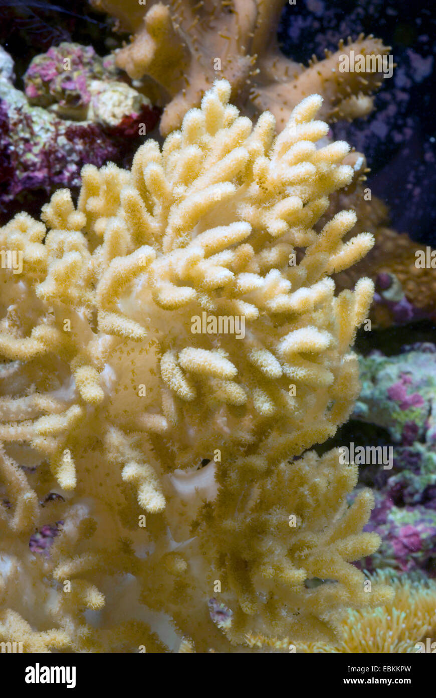 Soft Coral (Sinularia asterolobata), side view Stock Photo - Alamy