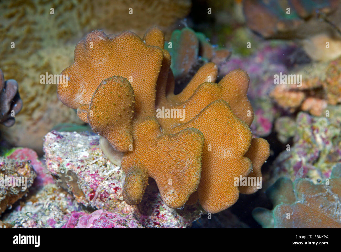 Finger coral hi-res stock photography and images - Alamy