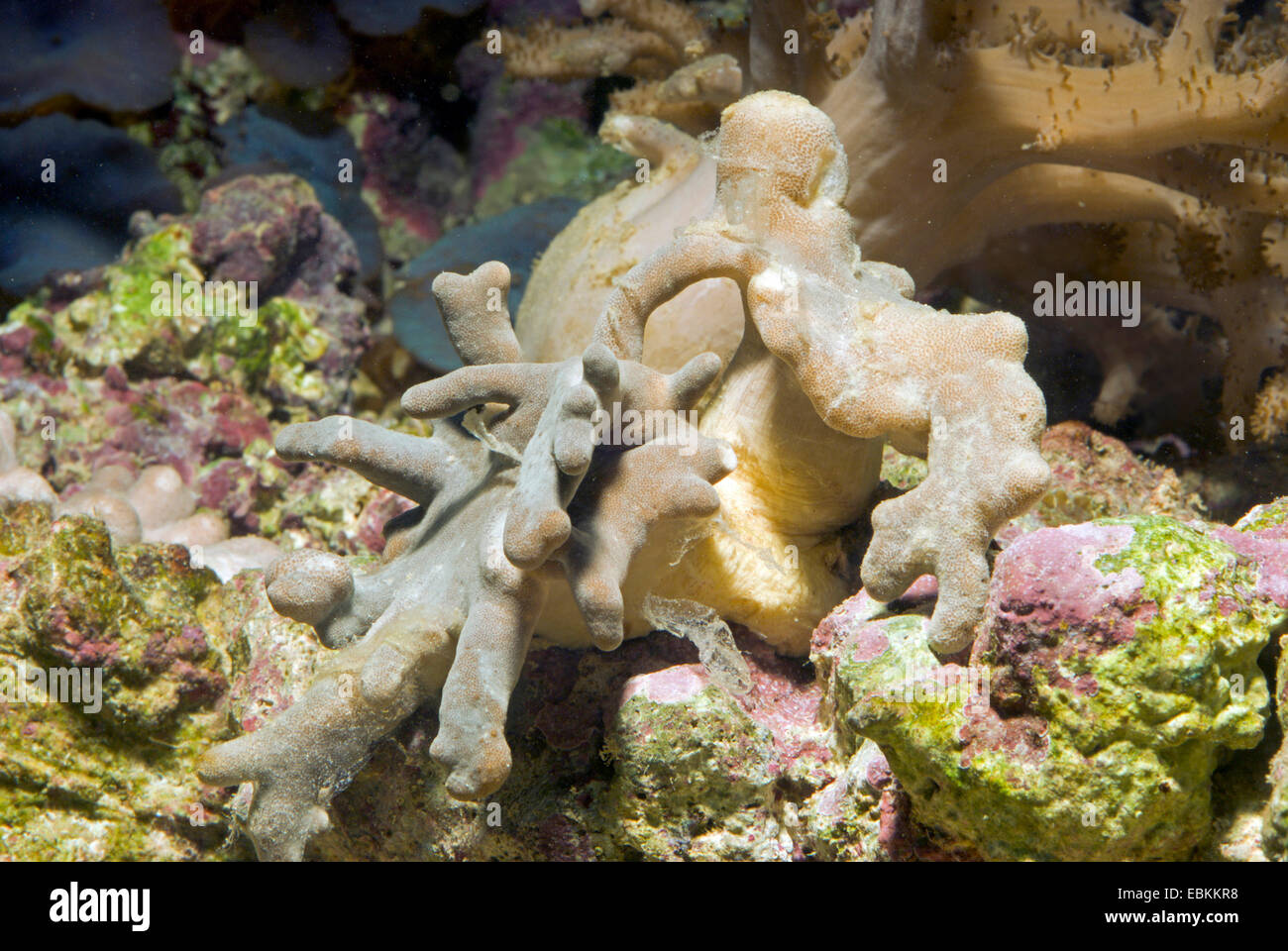 Leather Short Finger Coral (Sinularia spec.), lateral view Stock Photo ...