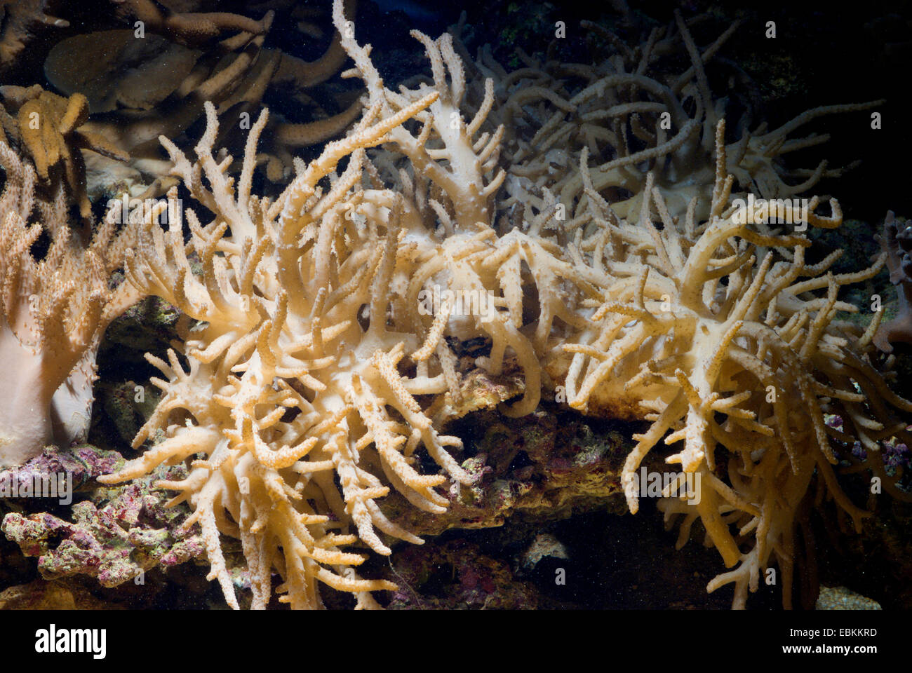 Finger coral hi-res stock photography and images - Alamy