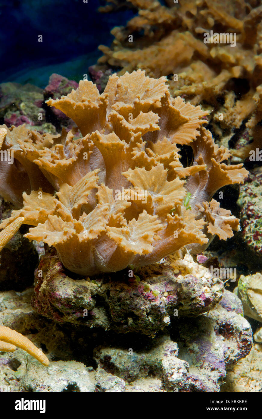 Finger coral hi-res stock photography and images - Alamy