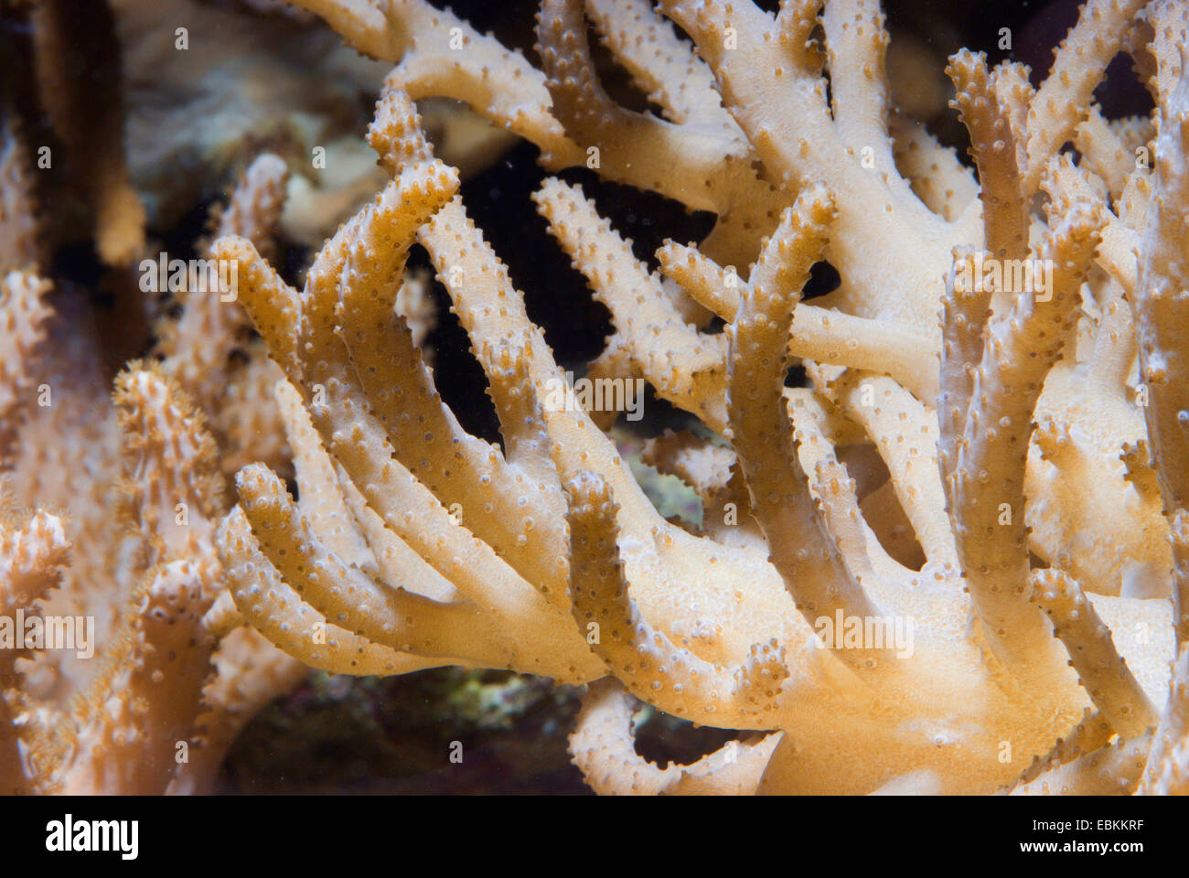 Leather short finger coral sinularia hi-res stock photography and ...