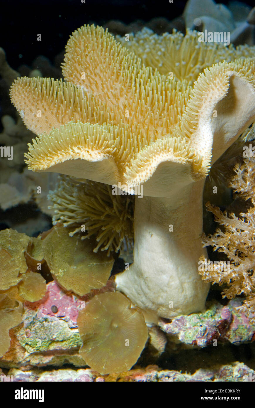 Leather Coral (Sarcophyton spec.), side view of a colony Stock Photo ...